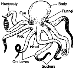 Phylum Mollusca Octopus