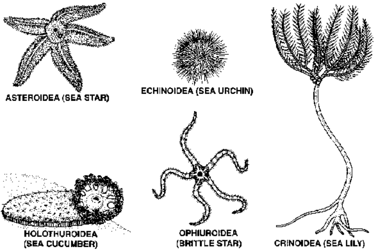 Phylum Echinodermata