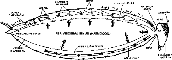 Circulatory System of Cockroach