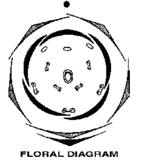 About Caesalpiniaceae |Details of Caesalpiniaceae