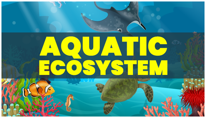 Aquatic Ecosystem And Terrestrial Ecosystem Explained