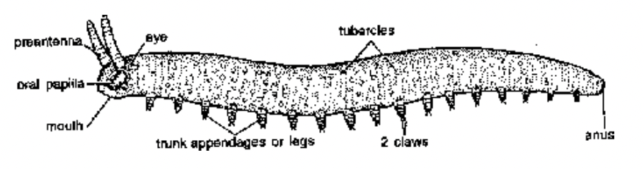 class 11 Zoology Phylum Arthoropoda