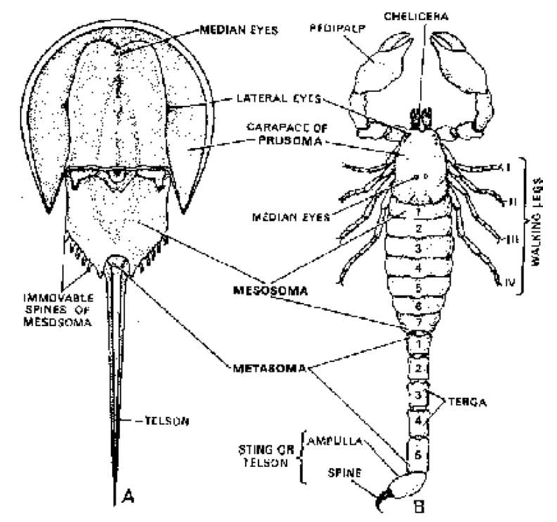 Phylum Arthropoda Diagram