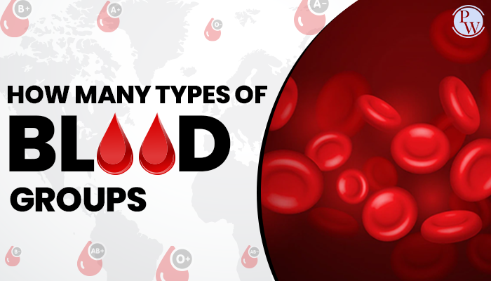How Many Types of Blood Groups | Physics Wallah