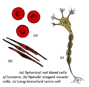 class 8 science chapter-Cell Short Notes and Formulas