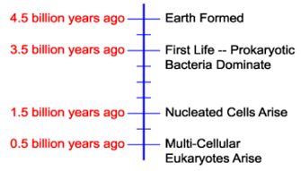 Historical Background Of Cell Structure | Physics Wallah