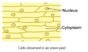Cheek Cell Labeled Diagram