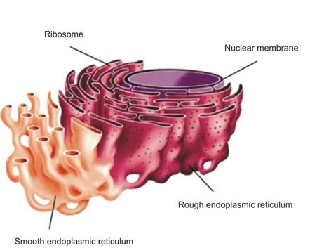 Rough Endoplasmic Reticulum Endoplasmic Reticulum Rough
