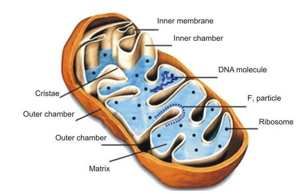 Mitochondria class 9 science biology notes