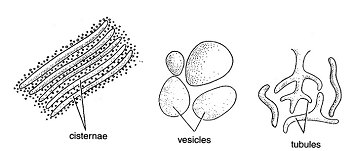 Endoplasmic Reticulum Morphology And Chemical Composition