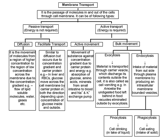 About CELL MEMBRANE Class 9 Science Notes About CELL MEMBRANE Class 9 Science Notes