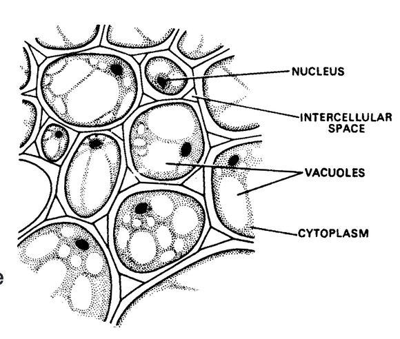 About and type of Complex Permanent Tissue| Entrancei