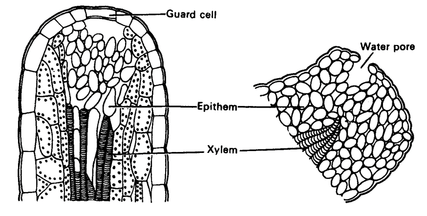About and type of Complex Permanent Tissue| Entrancei