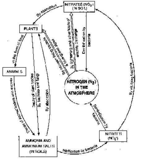Class 12 Botany | Nutrient Cycle