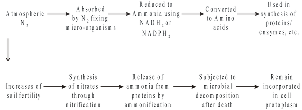 Class 12 Botany | Nutrient Cycle