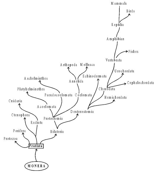 Evidences from taxonomy