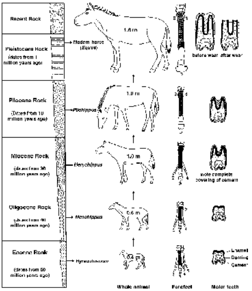 Formation of Fossils