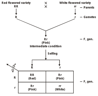Mendel Genetics Diagram