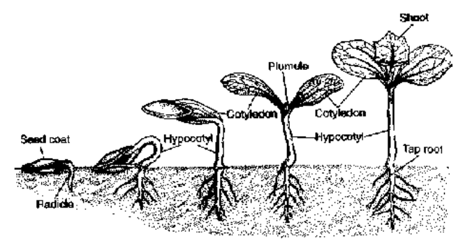 Germination | Type of Germination | condition of Germination