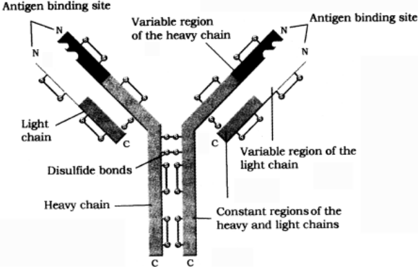 Structure of antibodies of immunoglobulin