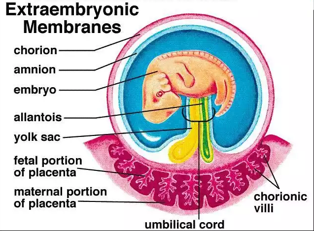 Chorionic Villi And Amnion