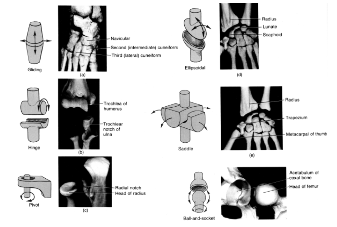 Joints | Function , structure and types of Joints |Entrancei