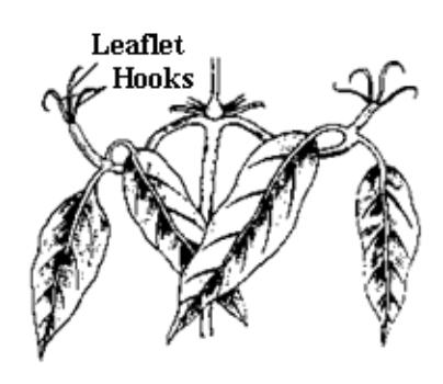 The Leaf of Morphology Of Angiosperm in Botany class 11