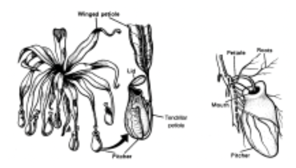 The Leaf of Morphology Of Angiosperm in Botany class 11