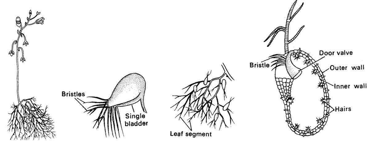 The Leaf of Morphology Of Angiosperm in Botany class 11