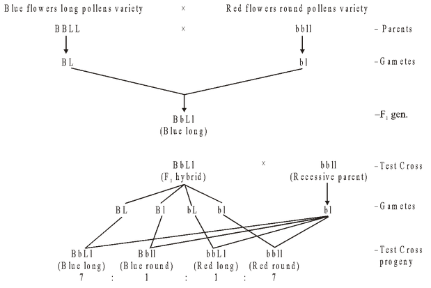 Definition of linkage | Linkage in chromosomes and genes