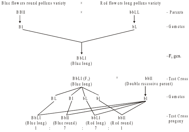 Definition of linkage | Linkage in chromosomes and genes