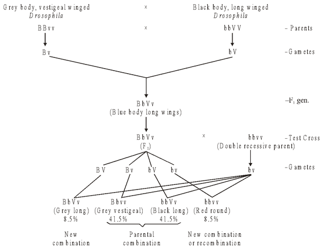 Definition of linkage | Linkage in chromosomes and genes