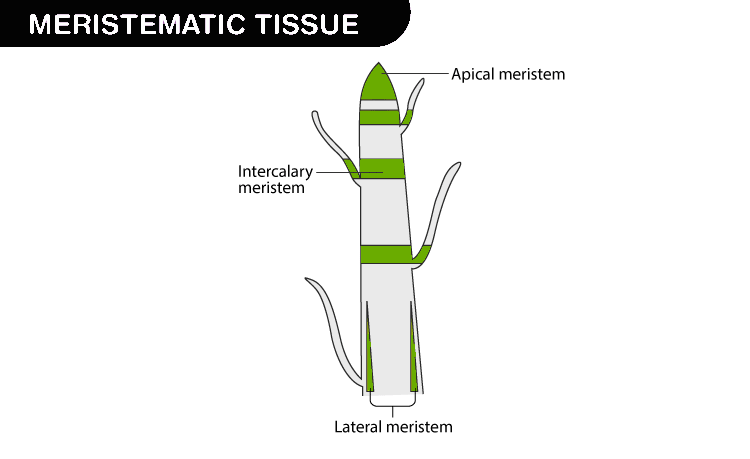 Meristematic Tissue - Characteristics and Types | PW