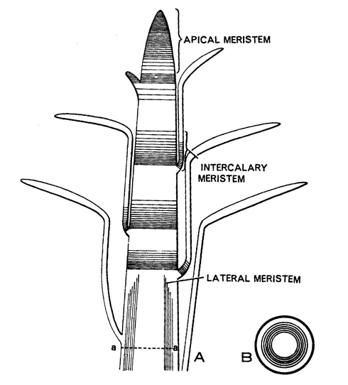 Apical And Lateral Meristem