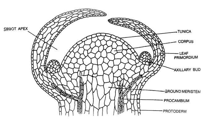 Meristems Based On Origin |Types of Meristems Based On Origin