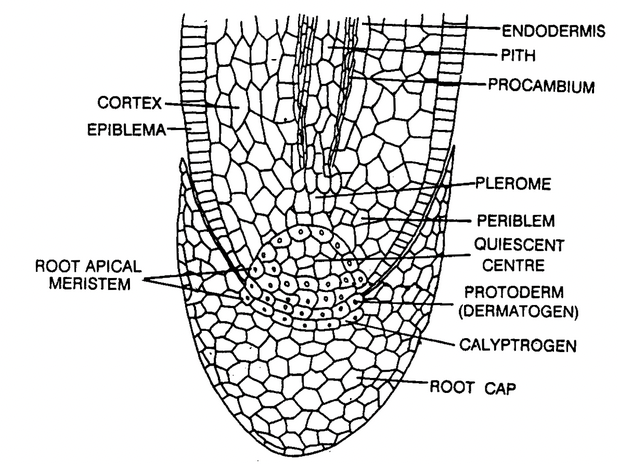 Meristematic Cell Diagram
