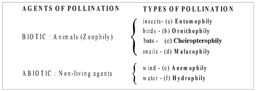 Microsporogenesis | Definition, Diagram, Process, Types | Physics Wallah