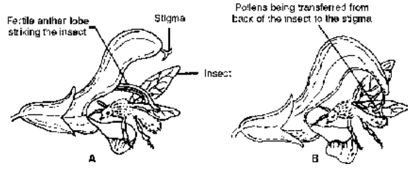 Microsporogenesis | Definition, Diagram, Process, Types | Physics Wallah
