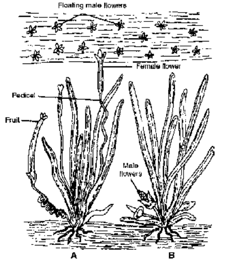 Microsporogenesis | Definition, Diagram, Process, Types | Physics Wallah