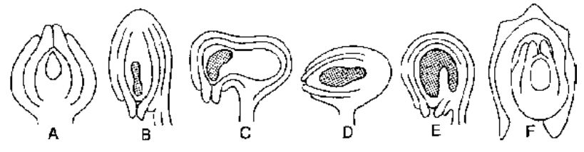 Megasporogenesis definition theory and example
