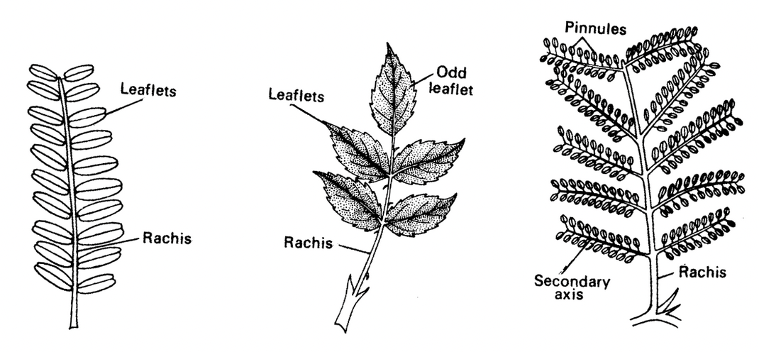 Phyllotaxy of Morphology Of Angiosperm in Botany class 11