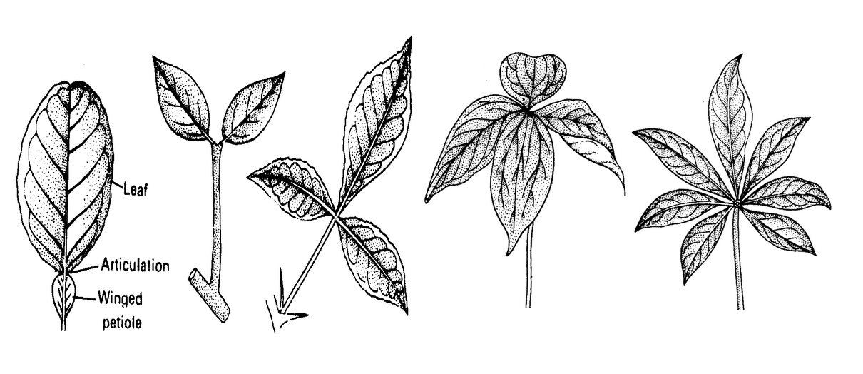 Unifoliate Palmately Compound Leaf