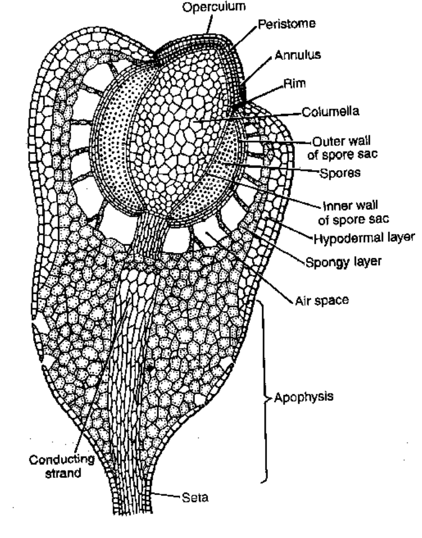 About Funaria | Occurrence of Funaria |Funaria hygrometrica