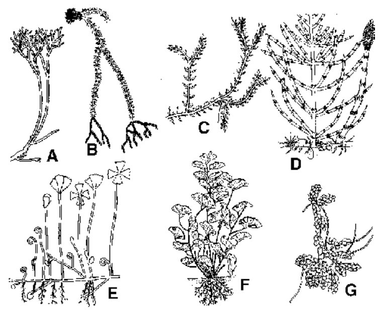 Pteridophyta |The Salient Features Of Pteridophytes