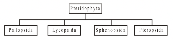 Pteridophyta |The Salient Features Of Pteridophytes