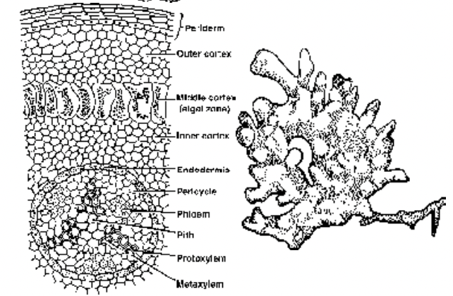 Gymnosperms | Classification of Gymnosperm and salient Features Gymnosperms