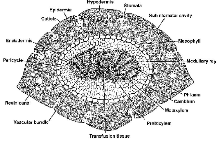 Gymnosperms Pinus Diagram