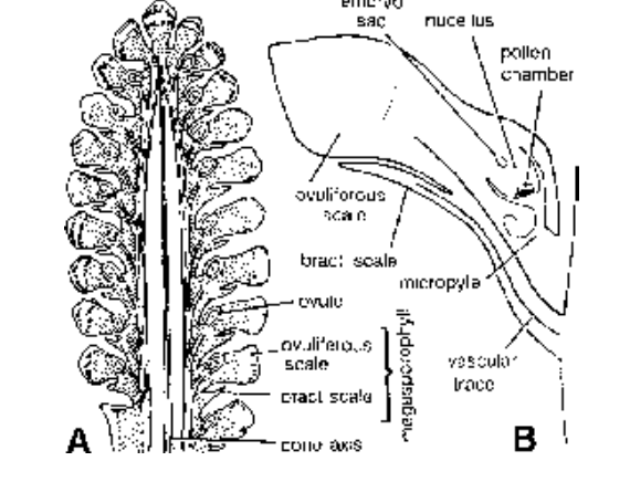 Gymnosperm Cone Diagram