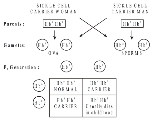 Pleiotropy | Pleiotropy example | pleiotropy example in animals