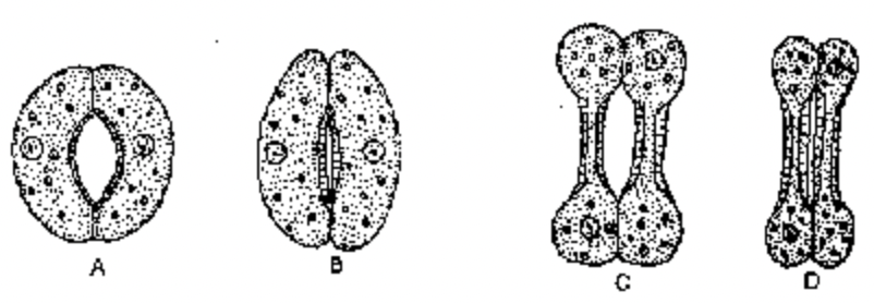 What is Stomata | About Stomata and its type functions | physics Wallah
